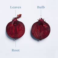 Everything to Know About Cooking and Shopping for In Season Beetroot ...