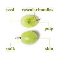 Everything to Know About Cooking and Shopping for In Season Grapes ...