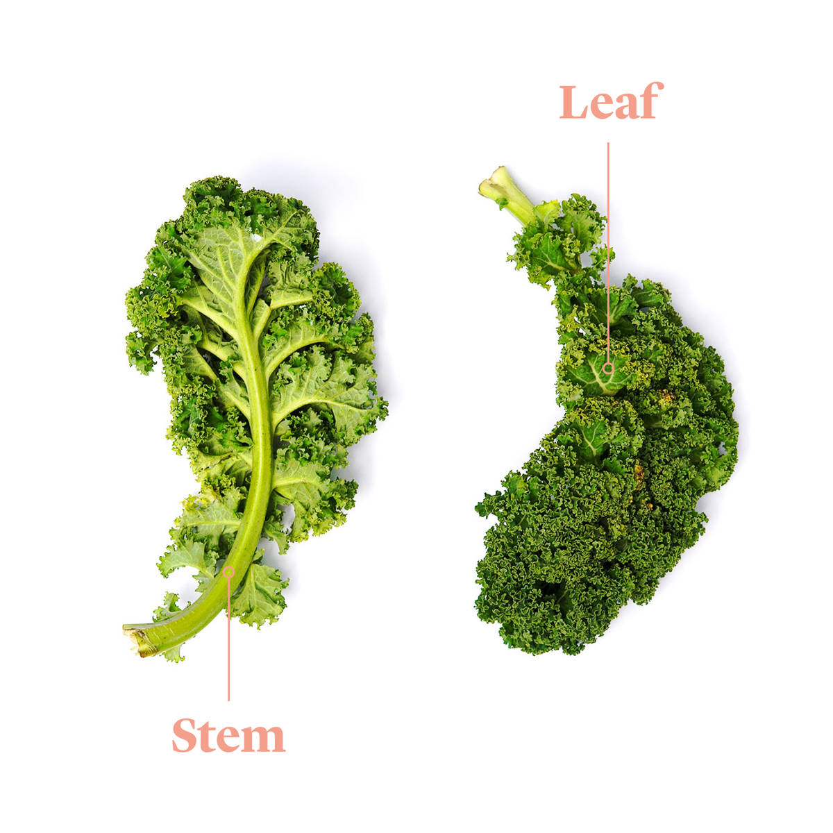 Everything to Know About Cooking and Shopping for In Season Kale ...