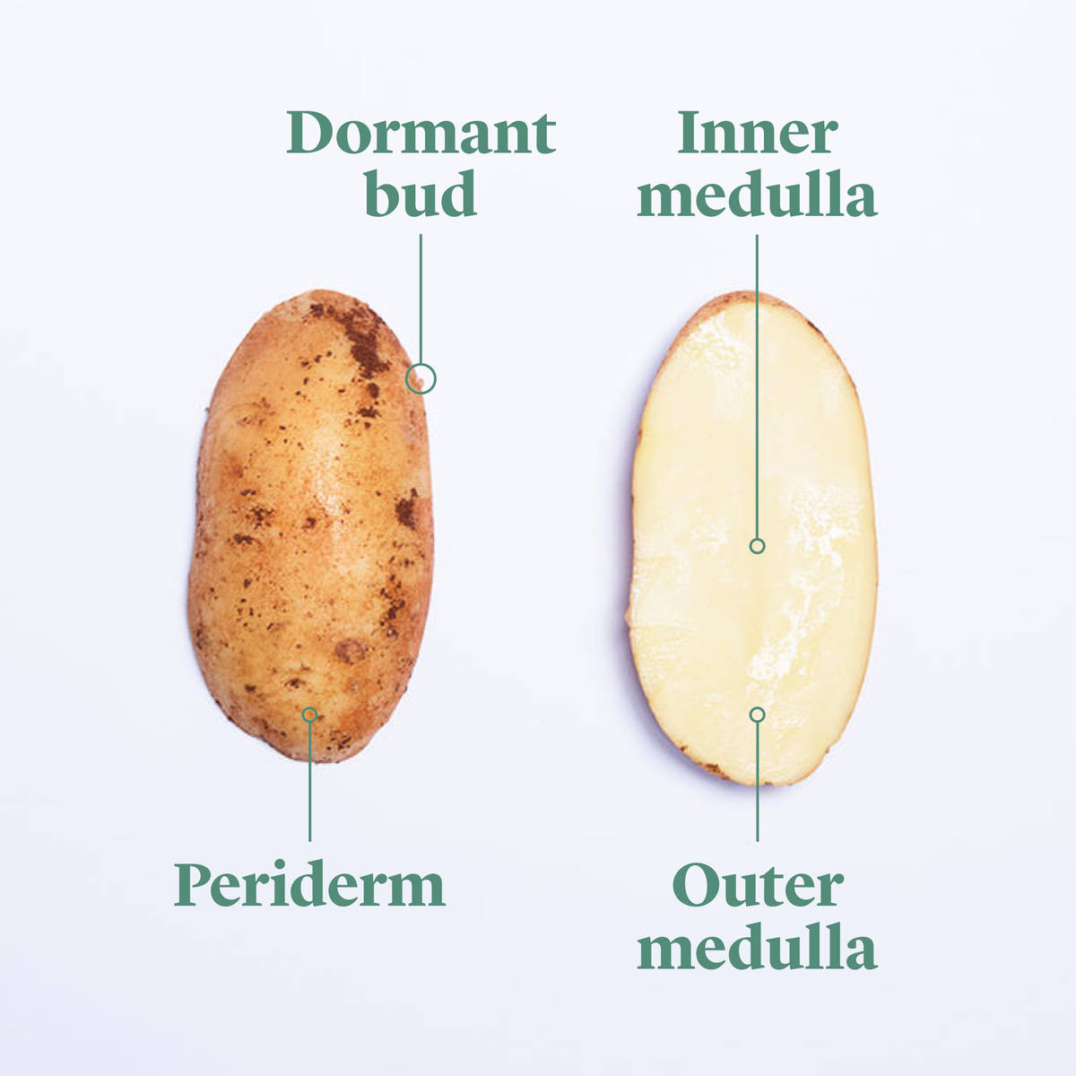 Everything to Know About Cooking and Shopping for In Season New ...